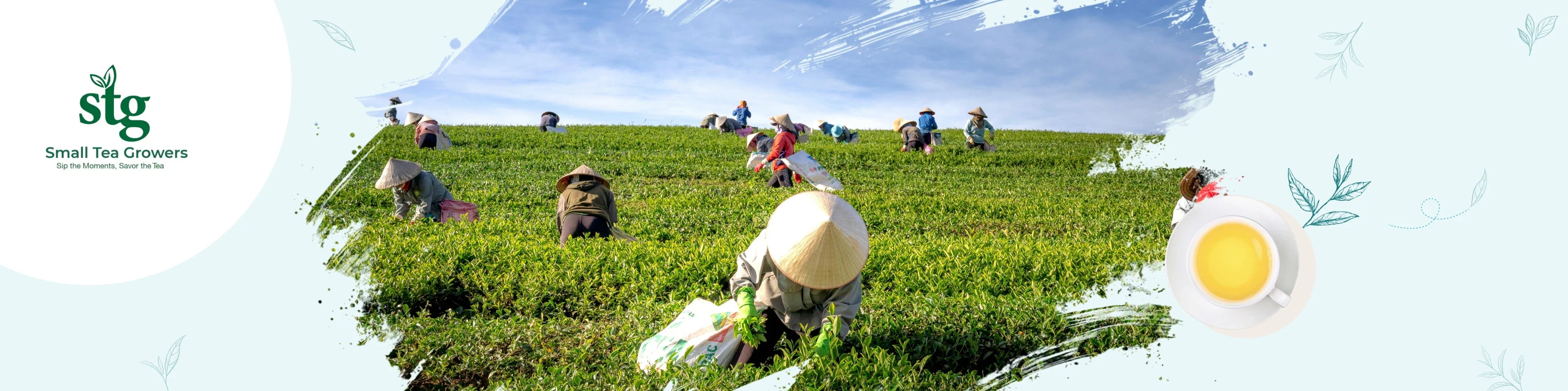 STG TEA – The Secret of Tea