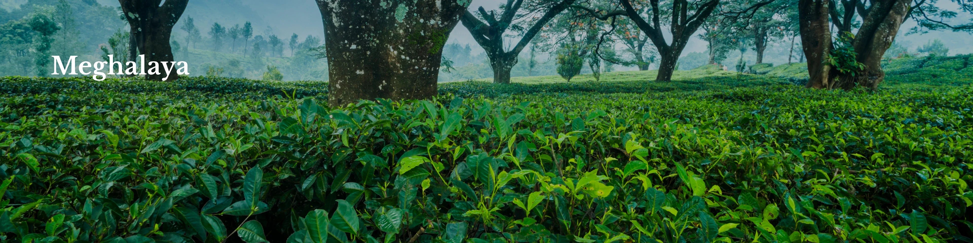 Meghalaya Tea- The Secret of Tea
